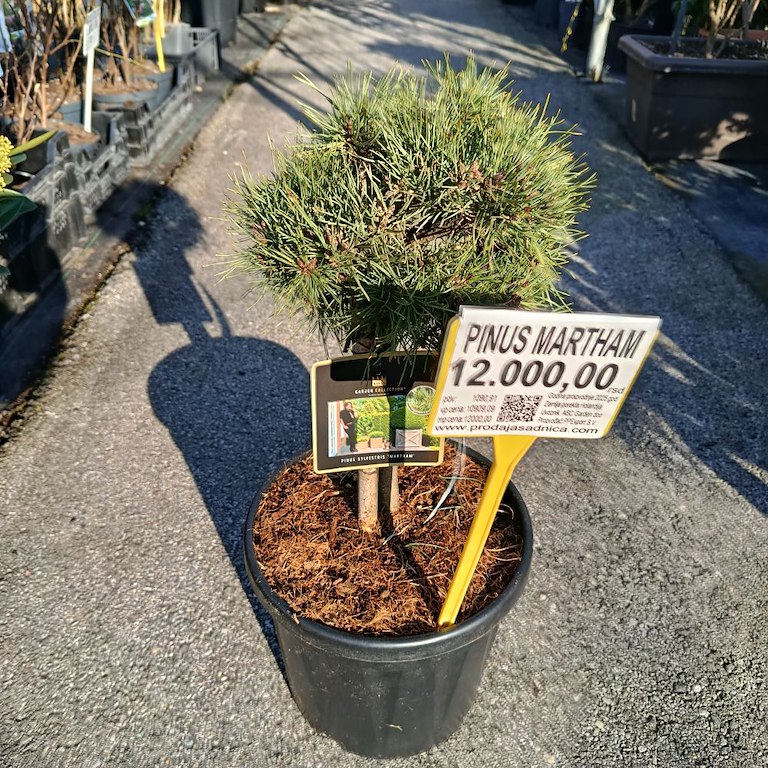 Pinus sylvestris Martham 70 cm