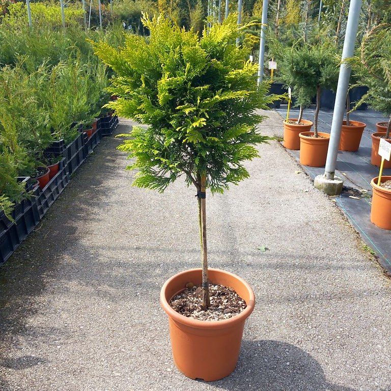 Cupressocyparis leylandii Gold Rider 60 cm