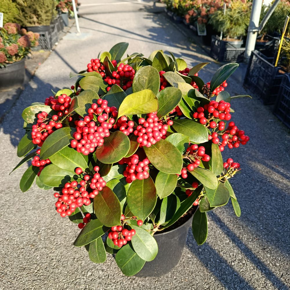 Skimmia jap. Veitchii 50 cm