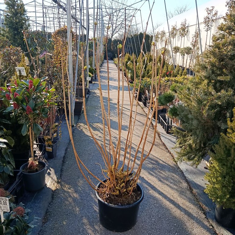 Hydrangea macrophylla 150 cm – Bela