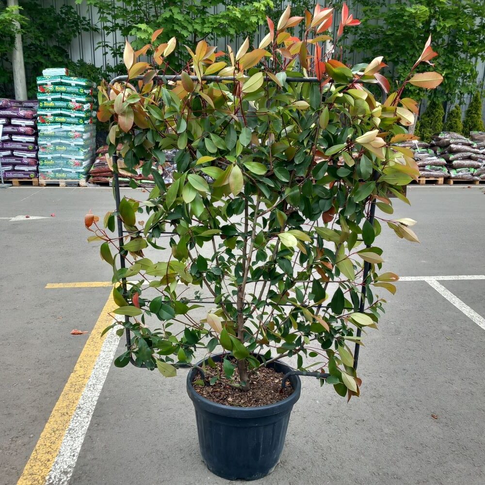 Photinia serrulata Red Robin 130 cm -špalir