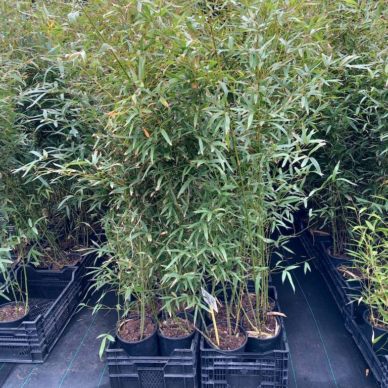 Phyllostachys aureosulcata 100 cm