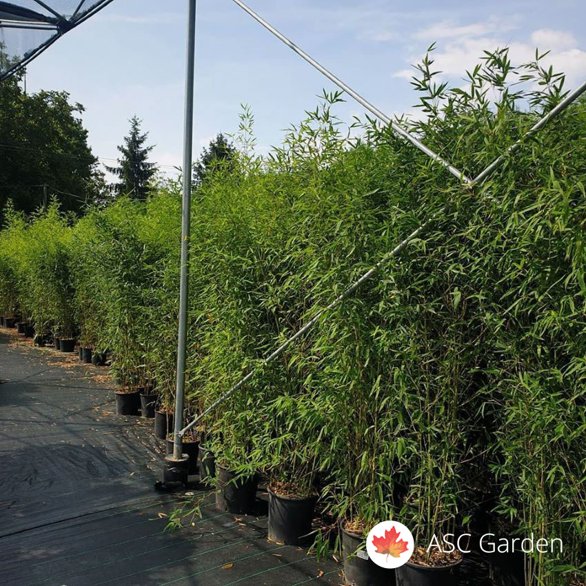 Sadnice Bambusa Phyllostachys 150 – 200 cm