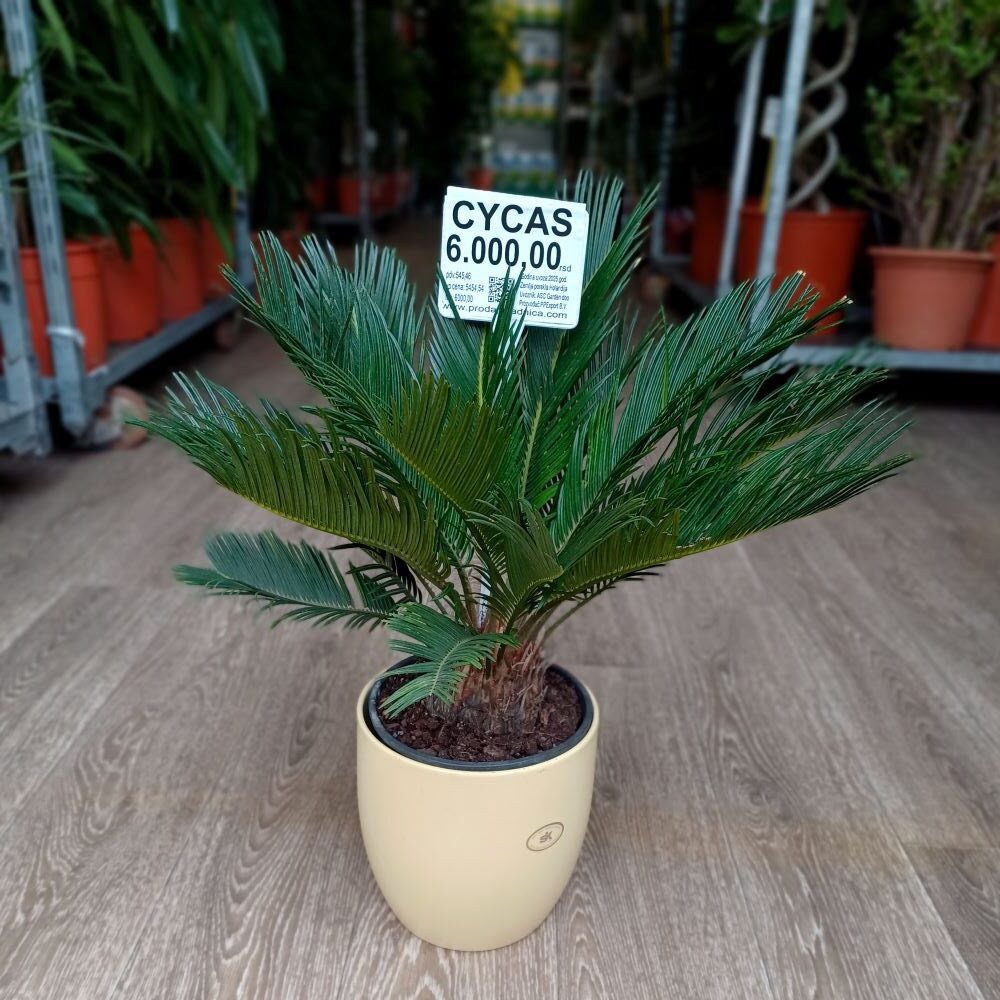 Cycas revoluta 55 cm