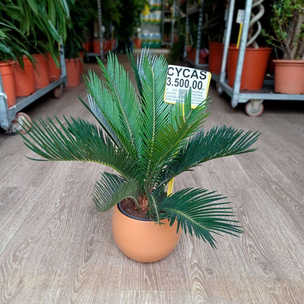 Cycas revoluta 65 cm