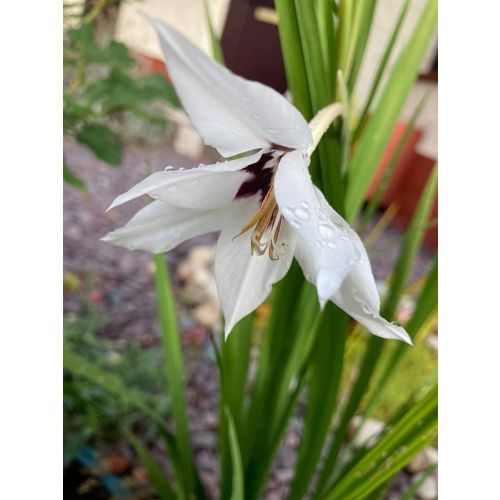 Lukovica Mirisni gladiolus - Acidanthera White 10/1