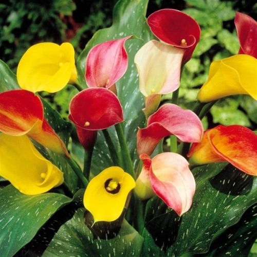 Lukovica Kala - Calla Mix 3/1