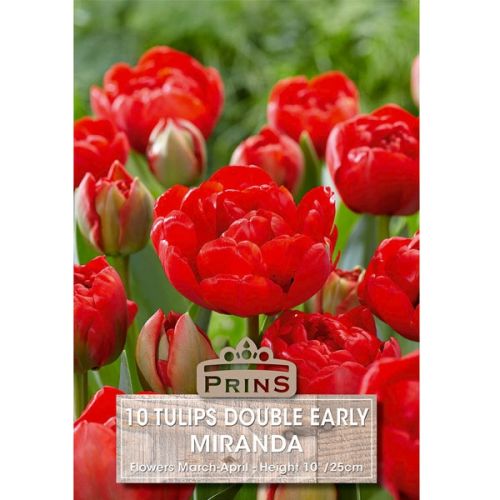 Lukovica Lala, tulipan - Tulipa Miranda 5/1