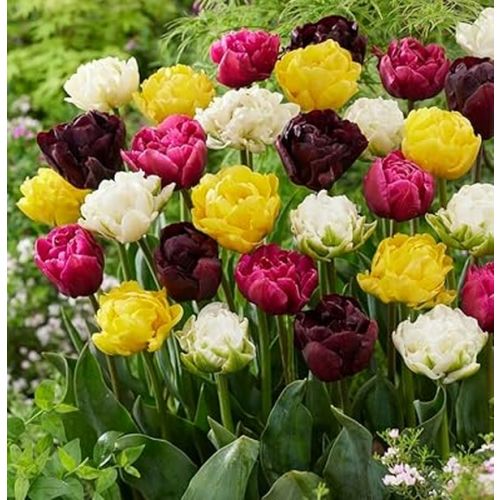 Lukovica Lala, tulipan - Tulipa Double Upstar 5/1