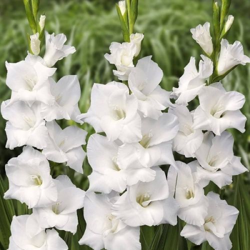 Lukovica Gladiola, sabljica - Gladiolus Fidelio 8/1