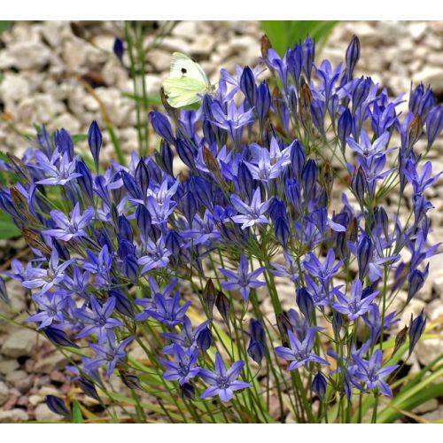 Lukovica Brodiaea - Brodiaea Queen Fabiola 30/1