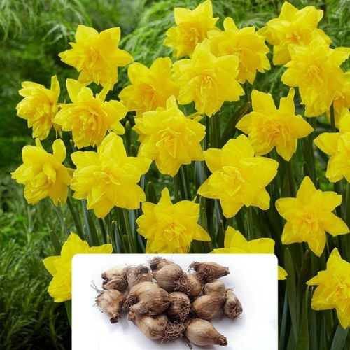Lukovica Narcis - Narcissus Golden Ducat 8/1