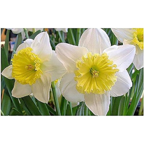 Lukovica Narcis - Narcissus Ice Follies 8/1
