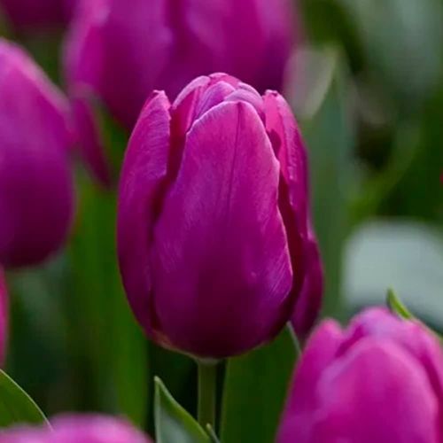 Lukovica Lala, tulipan - Tulipa Purple Prince 5/1