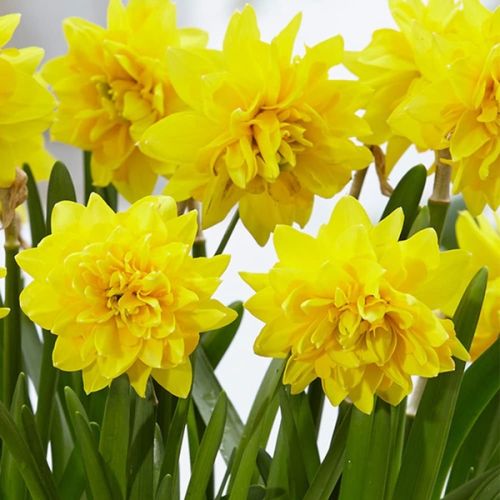 Lukovica Narcis - Narcissus Tete Boucle 8/1