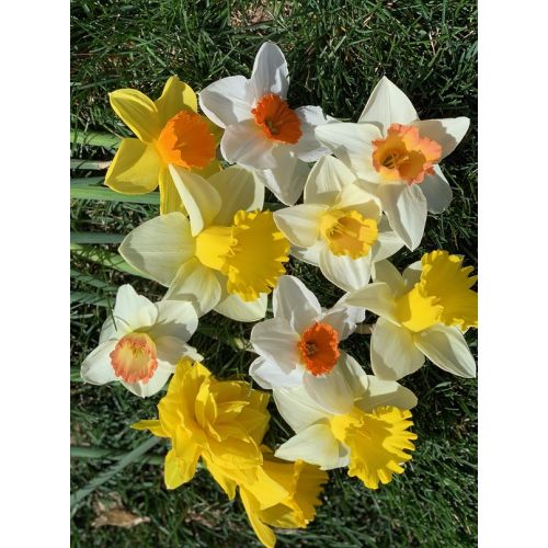 Lukovica Narcis - Narcissus Lagercupped Mix 8/1