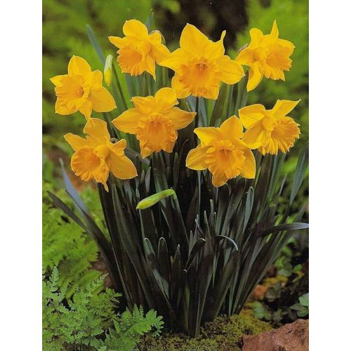 Lukovica Narcis - Narcissus Carlton 5/1