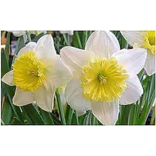 Lukovica Narcis - Narcissus Ice Follies 4/1