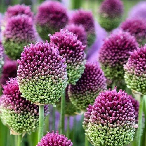 Lukovica Ukrasni luk - Allium Sphaerocephalon 30/1
