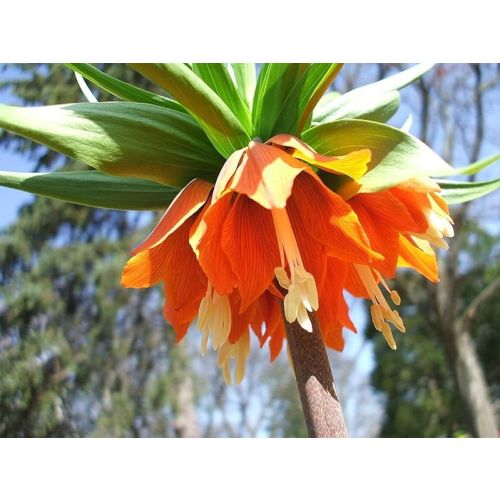 Lukovica Carska kruna - Fritillaria Imperialis Rubra 1/1