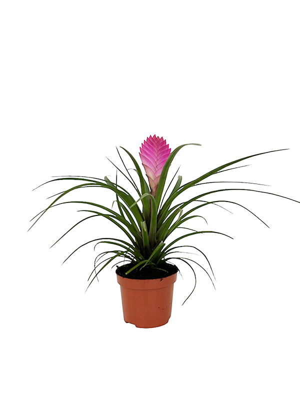 Tillandsia Cyanea ‘Anita’