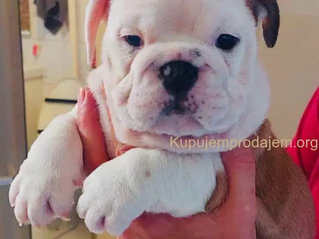 Engleski BULDOG zenkica