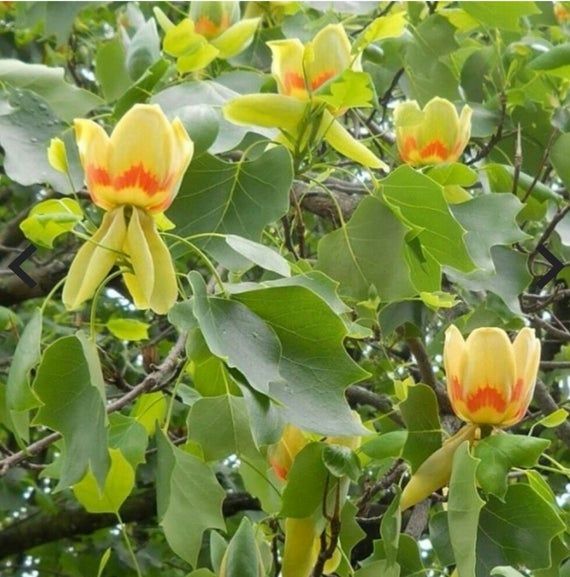 Liriodendron tulipifera - Tulipanovac, Lalino drvo