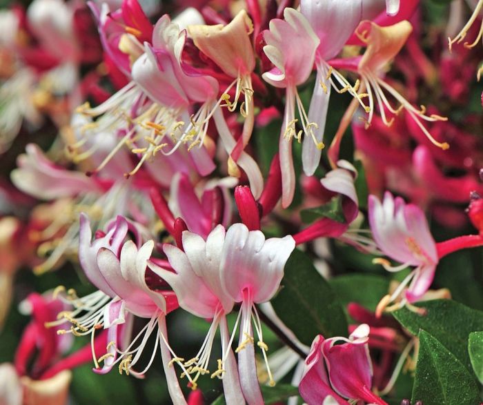 Lonicera Periclymenum Fragrant Cloud - Orlovi Nokti