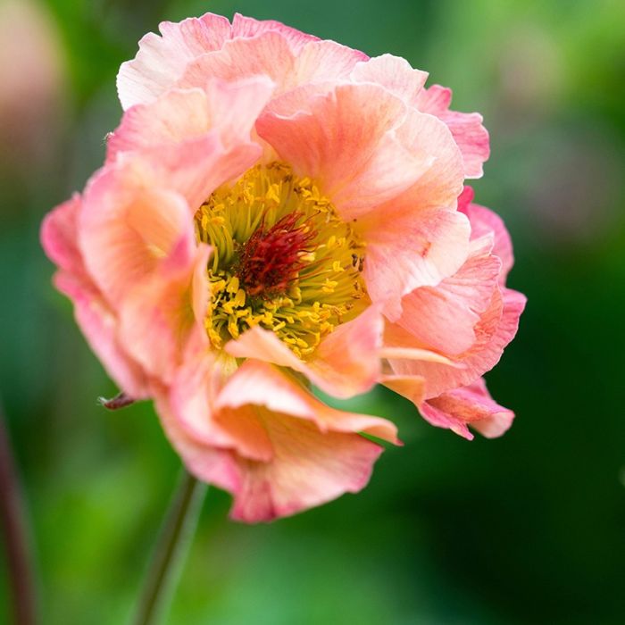 Geum Pettitcoats Peach - Geum