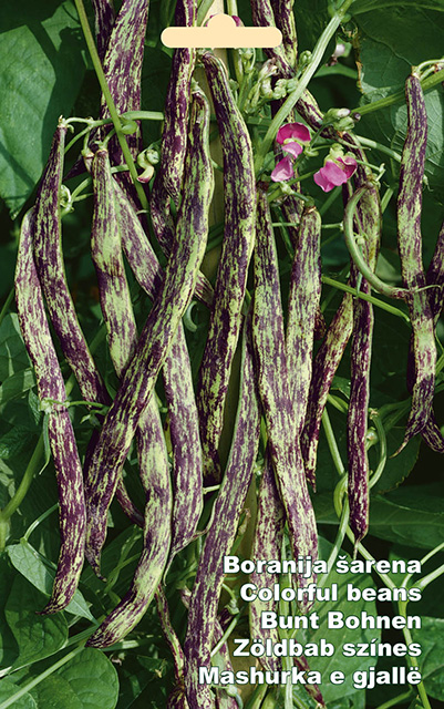 SEME BORANIJA-ŠARENA-MERVEILLE DE PIEMONTE 100 gr.