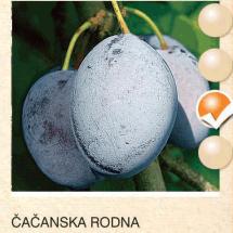 VOĆNA SADNICA ŠLJIVA ČAČANSKA RODNA