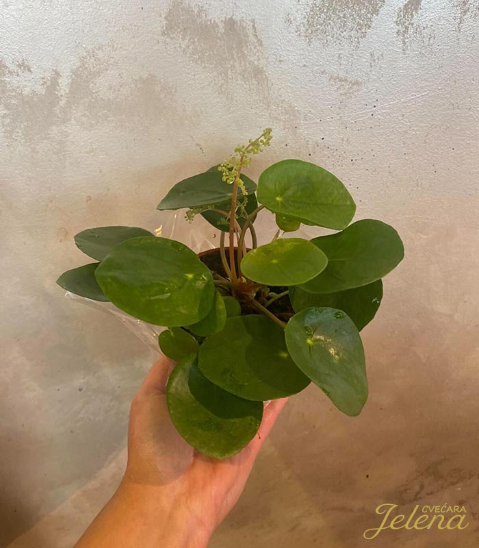 Pilea – kineski dolar