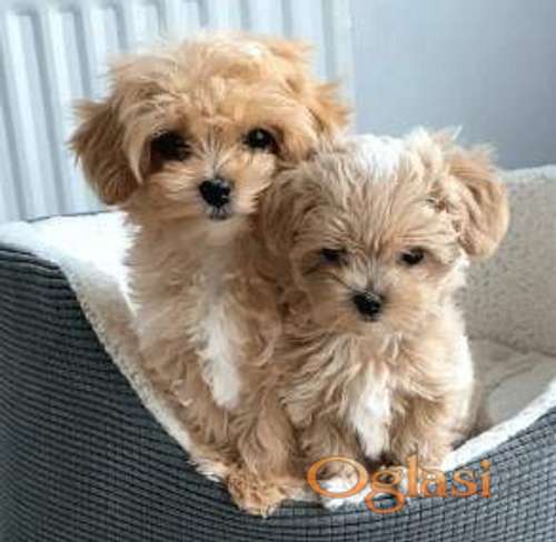 Maltipoo i Toy pudle