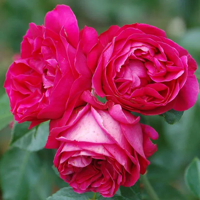 Red Eden Rose (Red Eden Rose®)