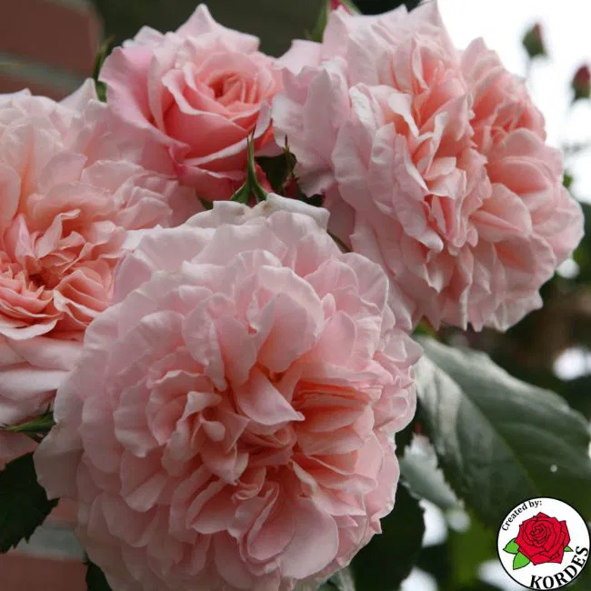 Rose de Tolbiak (Rose der Tolbiac®)