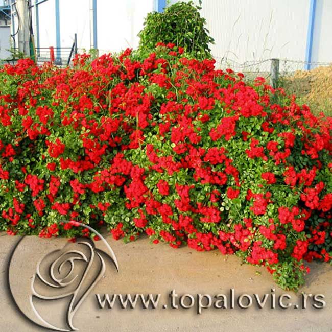 Skarlet Mejandekor (Scarlet Meillandecor®)