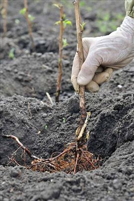 Pordajem sadnice maline sorti Vilamet i Fertodi