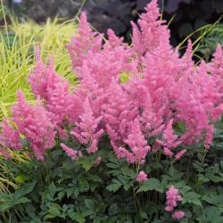 Astilbe roze