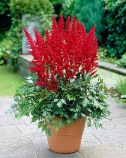 Astilbe crvene