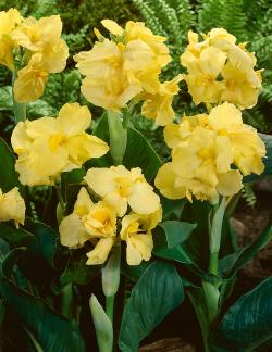 Canna Yellow