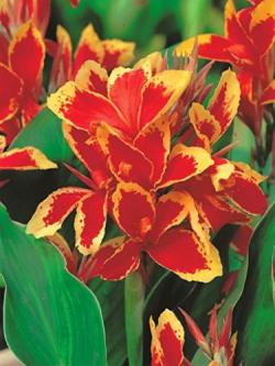 Canna Red/Yellow