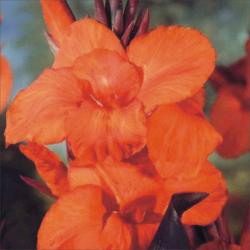 Canna Orange