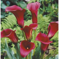 Kala-Calla Majestic Red