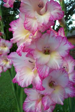 Gladiolus Priscilla-5 lukovica