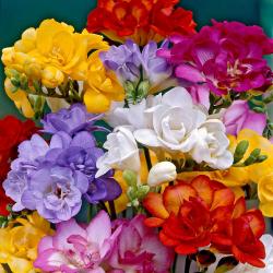 Freesia double mix-5 lukovica