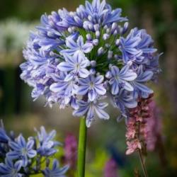 Agapanthus – Afrički ljiljan