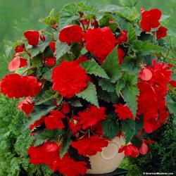 Begonia Cascade Red