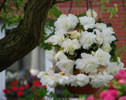 Begonia Cascade White