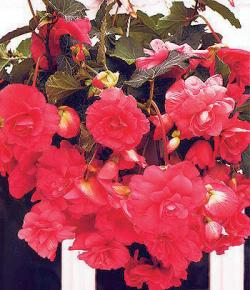 Begonia Cascade Pink