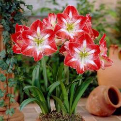 Amaryllis Striped (Red & White)